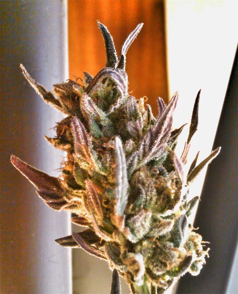 Pineapple Purps - Strains - Last Hippies